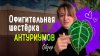 Belka_Plants 🍀_Обзор 6-ти моих АНТУРИУМОВ без теплицы и увл