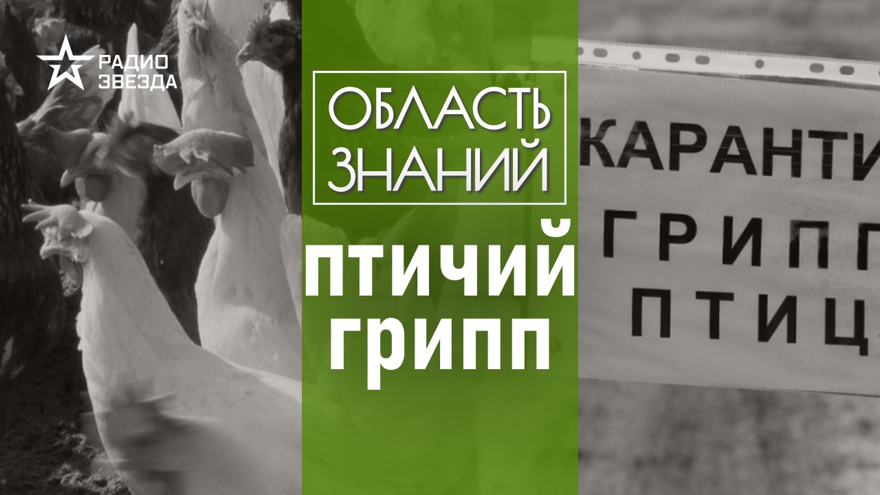 Радио ЗВЕЗДА_Чем можно заразиться от птицы? Лекция биолога
