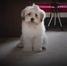 WhatTheFluffChallenge