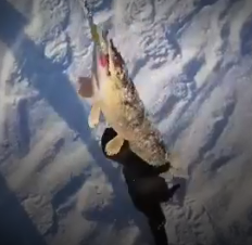 День рыбака