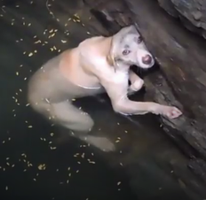 Спасение животных