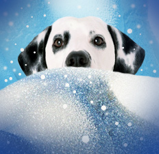 Животные в снегу