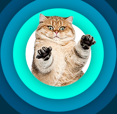 Кошки