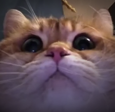 Домашние животные