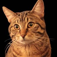 Иконка канала Пушистые  новости от Шерхана