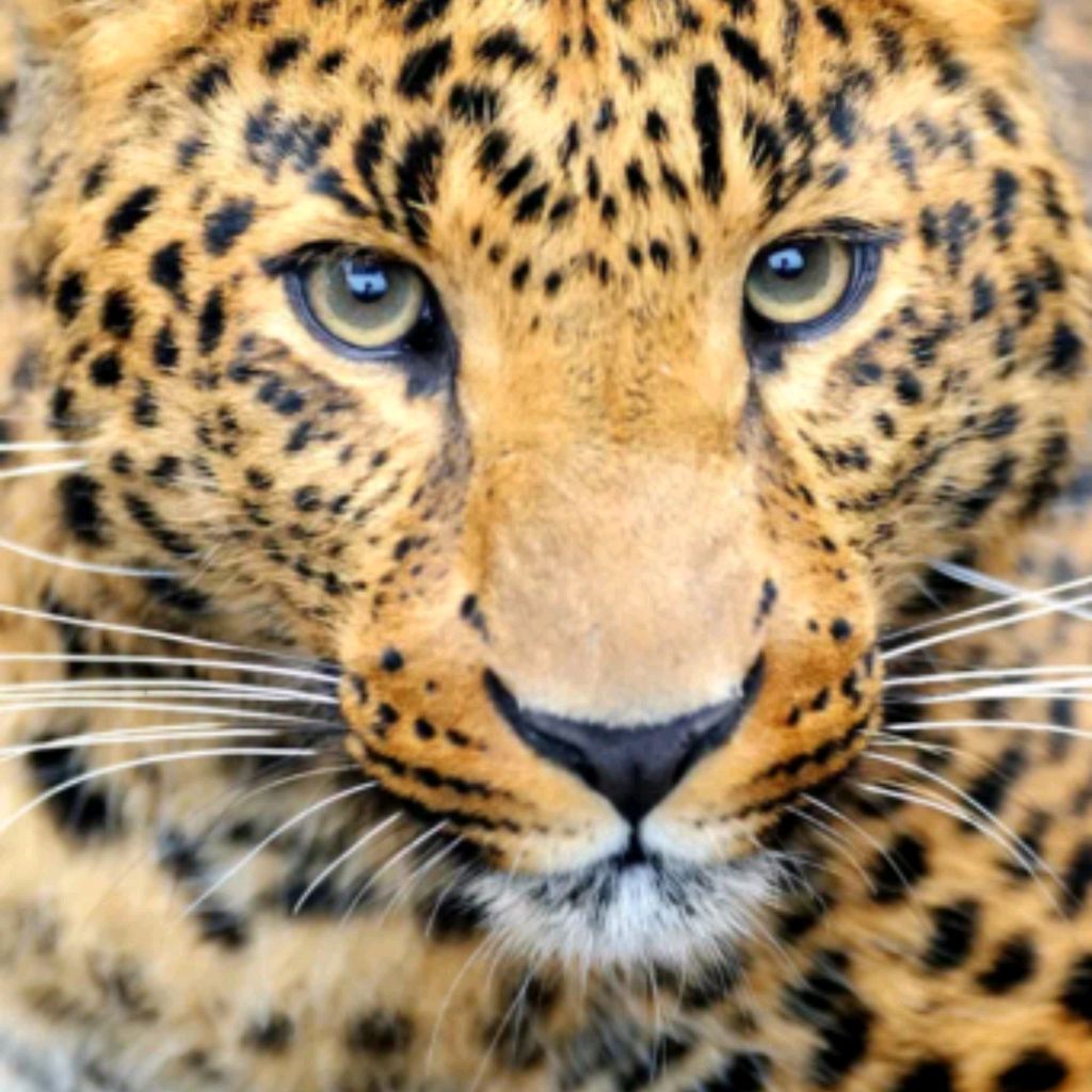 Иконка канала Tegreca_Star