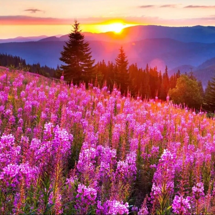 Иконка канала SOUND OF NATURE