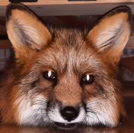 Иконка канала ЛисЯша