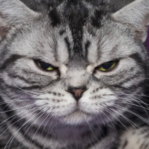Иконка канала Just_Cat