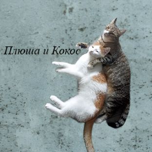 Иконка канала Плюша и Кокос