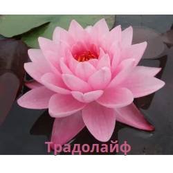 Иконка канала Традолайф