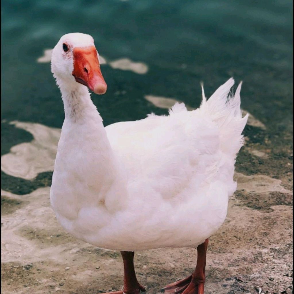 Иконка канала GuSS'2014