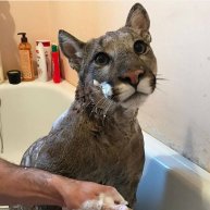 Иконка канала I_am_puma