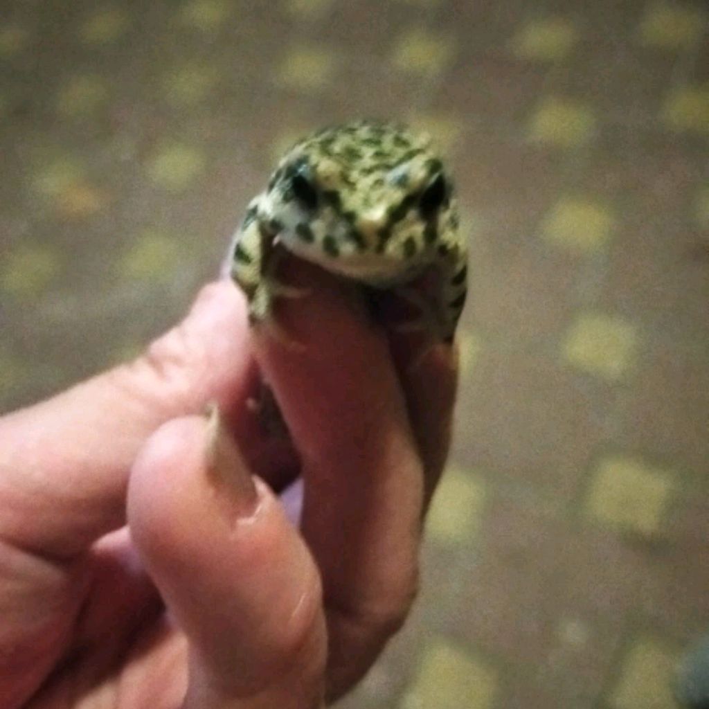 Donik на RUTUBE: 1 видео – смотреть онлайн и бесплатно (25553955)