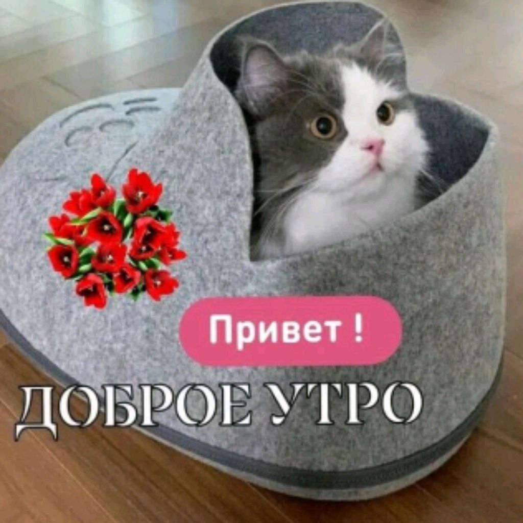 Канал Цетрария, исландский мох смотри онлайн на RUTUBE!