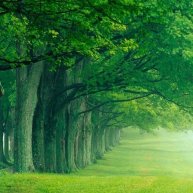 Иконка канала Cav