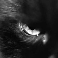 Иконка канала Black Cat