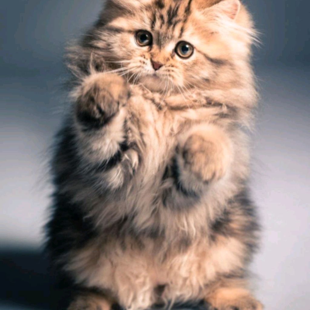 Иконка канала Мисс мяу Фэмили 🐈🎁💝🫶🕊️