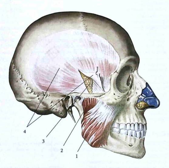 Иконка канала anatomica