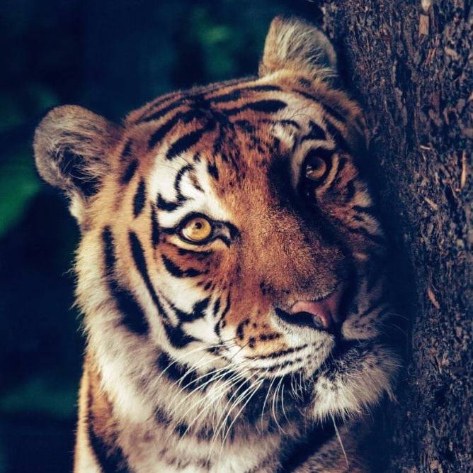 Иконка канала Юлия Ларионова