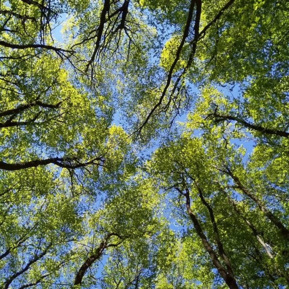 Иконка канала Клёвая Дача