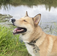 Иконка канала Прогулки в лесу