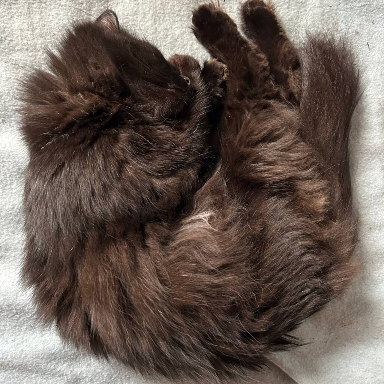 Иконка канала Dimolya88