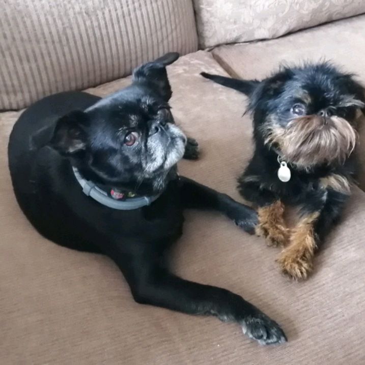 Griffon на RUTUBE: 1 видео – смотреть онлайн и бесплатно (15422550)