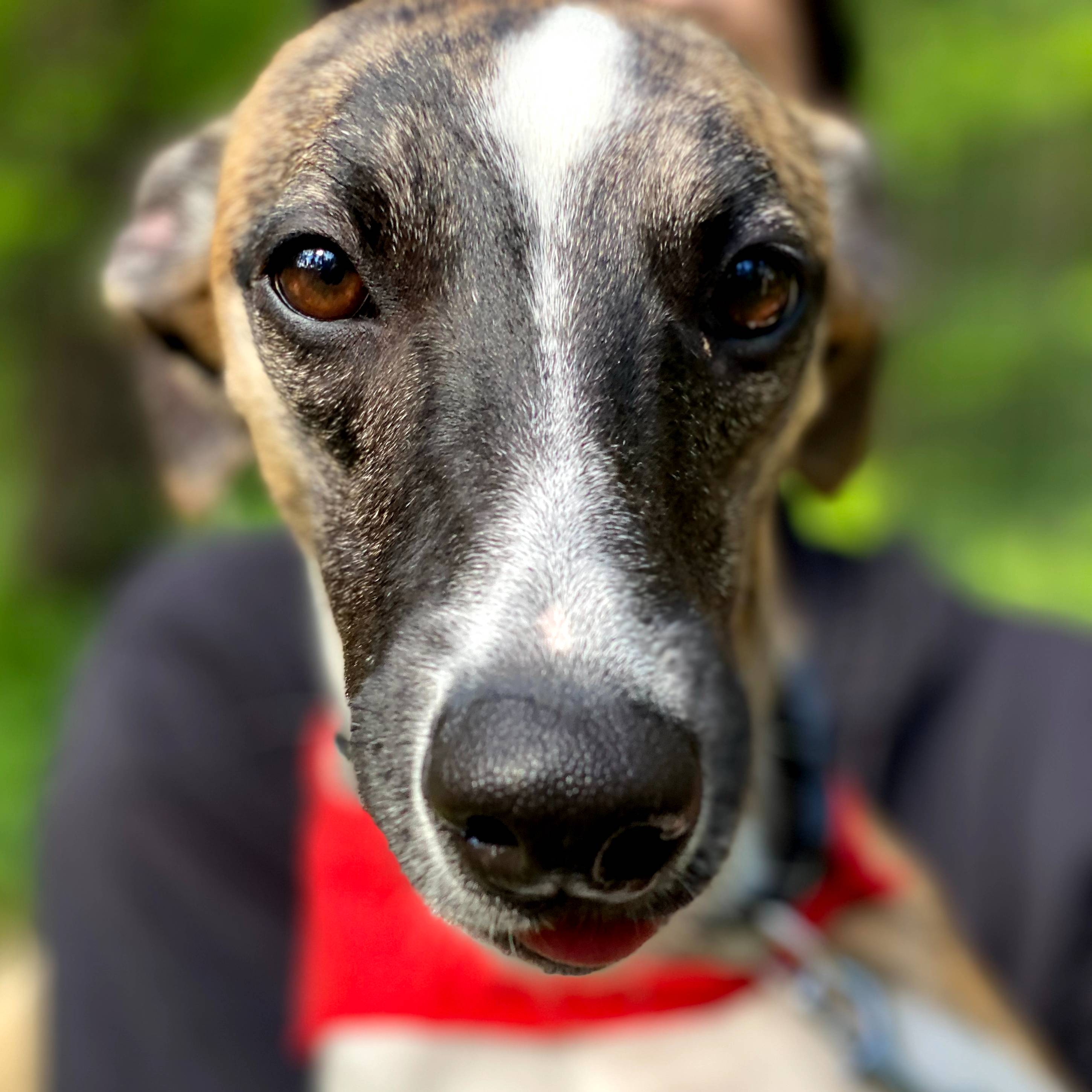 Иконка канала Restless Whip (Makarova Alyona)