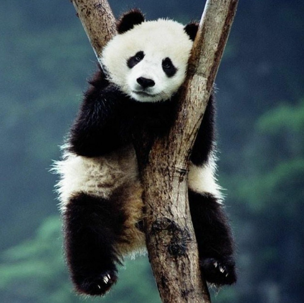 Иконка канала MrPanda