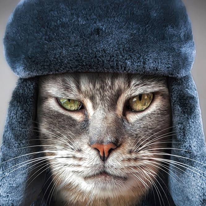 Иконка канала Кошкин Сибиряк