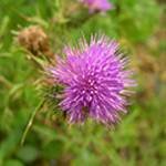 Иконка канала Край Изумрудов