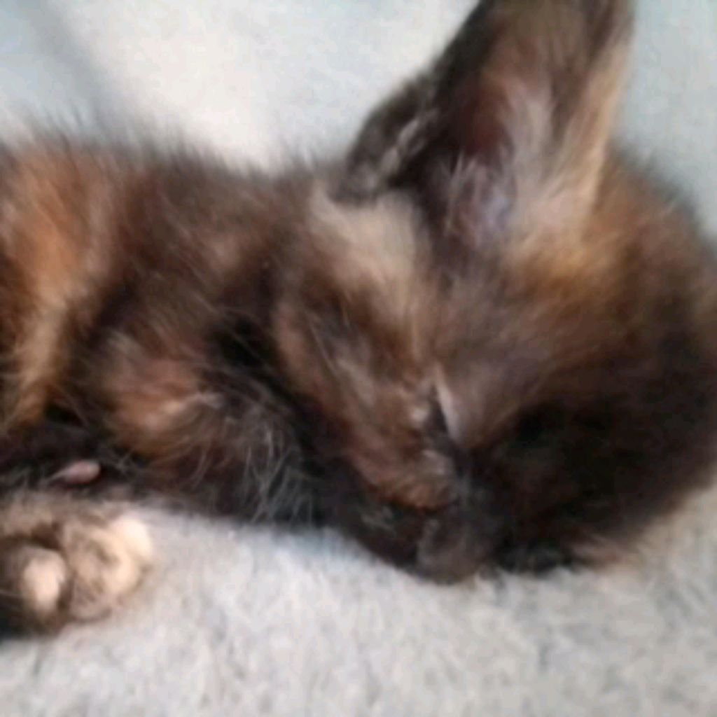 Иконка канала Акула ? Рутуба?