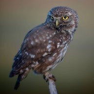 Иконка канала Мои наблюдения живой природы