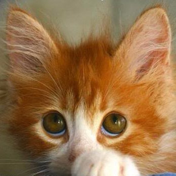 Иконка канала rutube_account_9923582