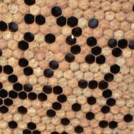 Иконка канала пасека отца Алексея