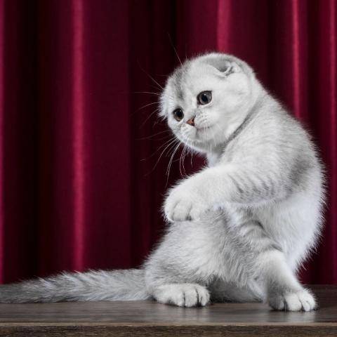 Иконка канала Cattery Sonata