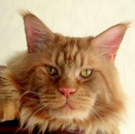 Иконка канала Питомник мейн-кунов Kunarmy