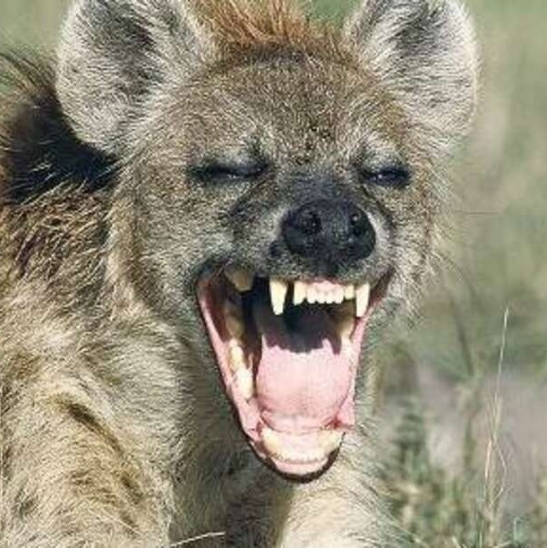 Иконка канала Danterast