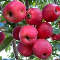 Иконка канала Питомник Баргузин.Саженцы Бурятии. Северный сад.