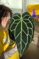 Иконка канала Kati_plants