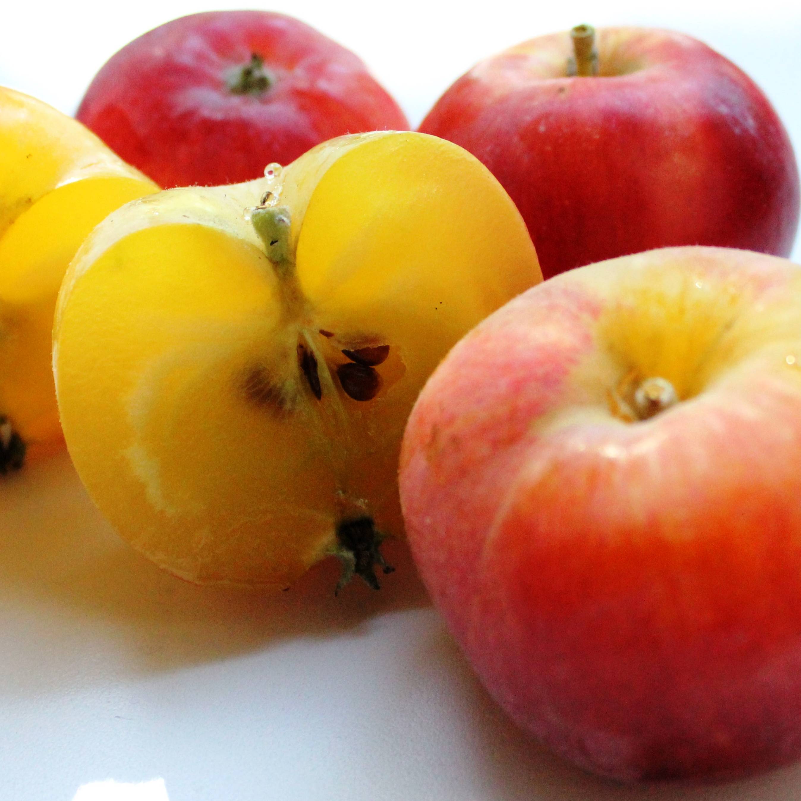 Иконка канала Питомник Долбня