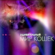 Иконка канала Mirkoshek