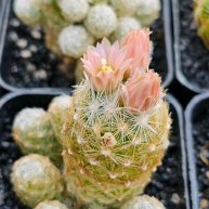 Иконка канала Зимостойкие кактусы и суккуленты