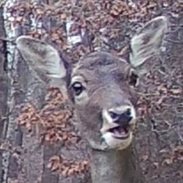 Иконка канала Deer Vader