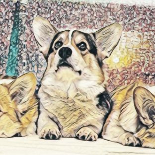 Иконка канала CLAN IRONHORN: мир вельш корги 🐕