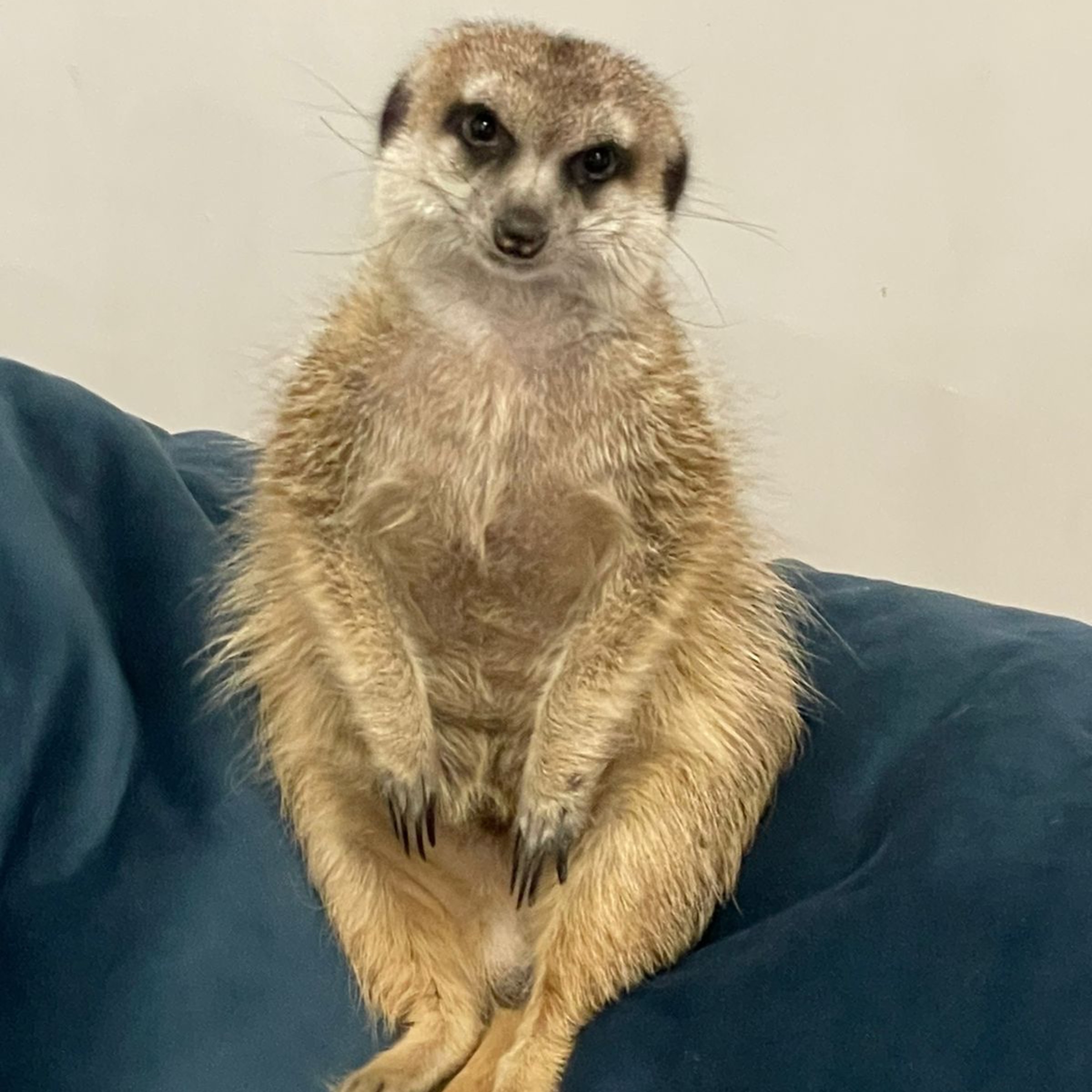 Иконка канала Meerkat TV