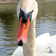 Иконка канала channel