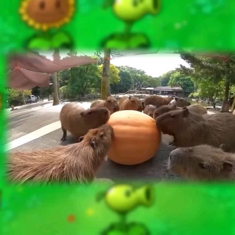 Иконка канала CAPIBARA