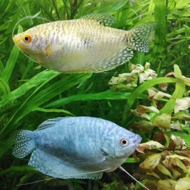 Иконка канала Анатолий Горшков